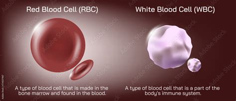 Difference Between Red Blood Cell And White Blood Cell Vector Illustration RBC And WBC Count
