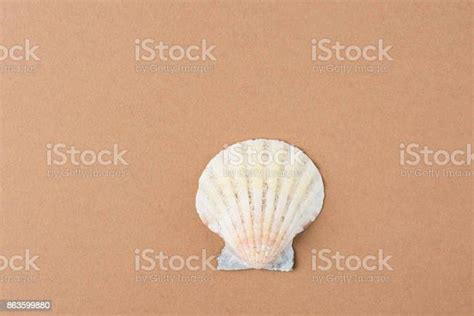 단일 평면 세미 원 껍질에 커피 색상 갈색 배경 미니 멀 모던 스타일입니다 펑키 유행 색상입니다 포스터 자리 표시자 배너에 대
