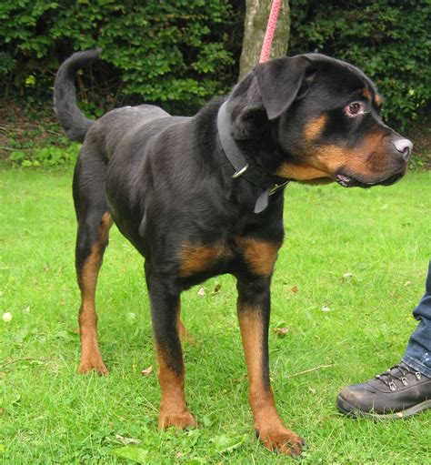 Jenny 2 3 Year Old Female Rottweiler Dog For Adoption