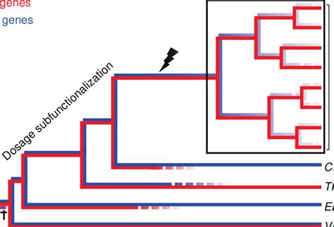 The Scenario Of Delayed Convergent Asymmetric Degeneration Dcad