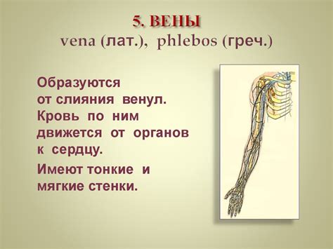 Презентация Сосудистая система Артерии Online Presentation