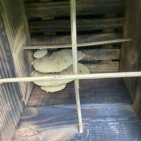 のむら農園 最近ニホンミツバチの巣の出入りが見られなくなったため中を見るとやはりいなくなっていました。ニホンミツバチは少しでも住環境が悪い