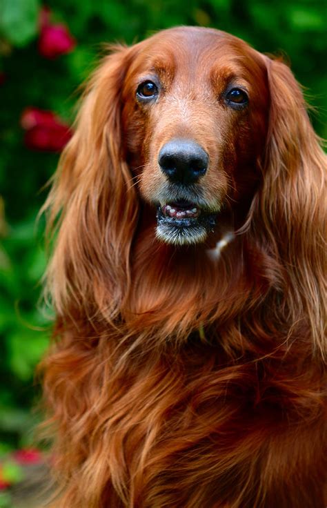Irish Setter Face Ubicaciondepersonas Cdmx Gob Mx