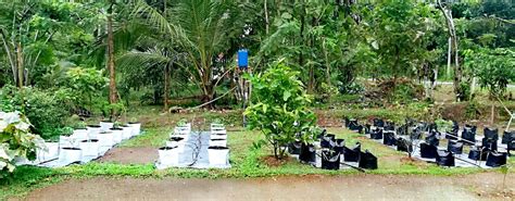 සූර ගොවියා ප්‍රතිකාර කරන ලද කොහුබත් වගා මළු වල හිටවපු