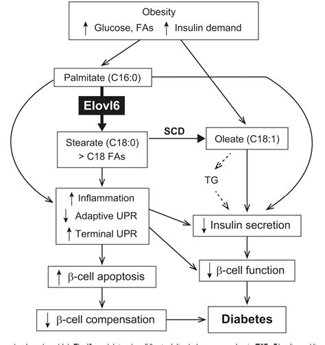 Figure 7 From Elovl6 Deficiency Improves Glycemic Control In Diabetic