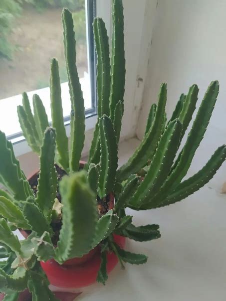 Стапелия Цветет красивейшими цветами Стапелия род суккулентных растений Это растение