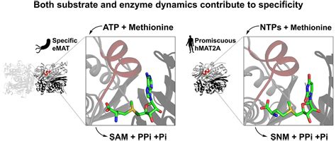 Switching Substrate Specificity Using Active Site Mutations Cd Biosynsis
