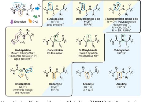 Figure 1 From Post Translational Modifications Of Protein Backbones