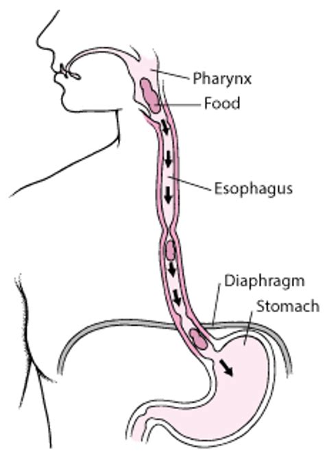 Image The Esophagus Msd Manual Consumer Version