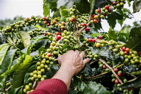 La Historia Del Café En Chiapas Y Por Qué Viajar Ahí Si Te Encanta Esta