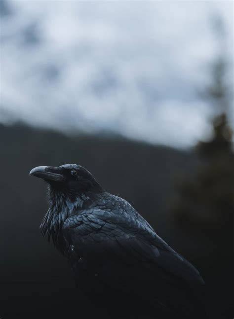 Ce Qui Nous Anime Corbeau Blanc