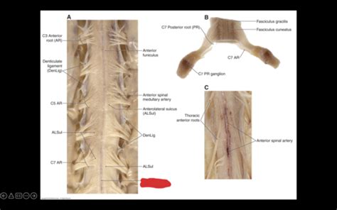 Spinal Cord Labeling For Practical Flashcards Quizlet