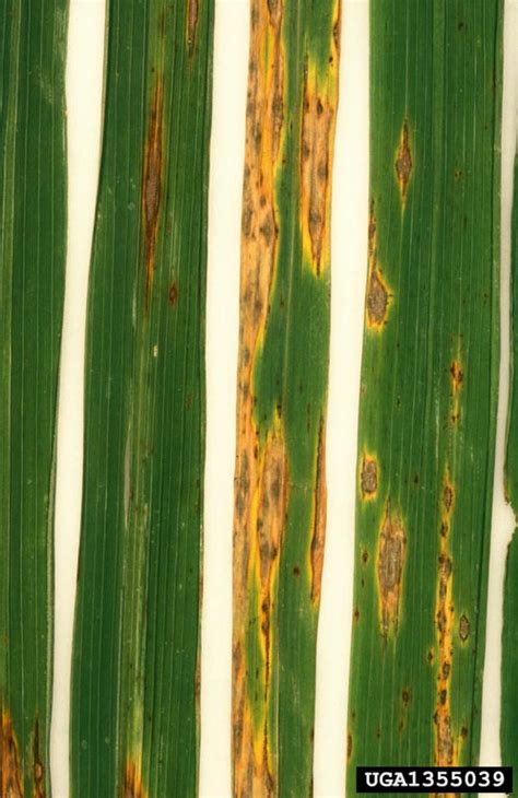 Gray Leaf Spot Magnaporthe Grisea