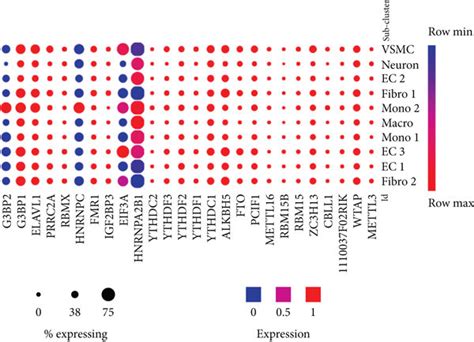 The Expressions Of M⁶a Rna Methylation Regulators M⁶a Rmrs Were