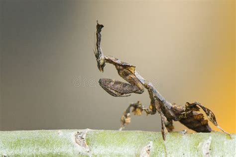 Ghost Mantis On Leaf Stock Image Image Of Prey Cricket 3746317
