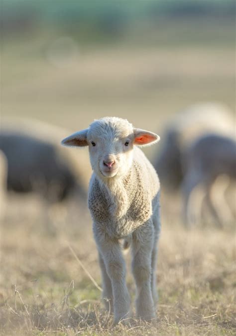 Selenim Deficiency In Lambs And When To Supplement
