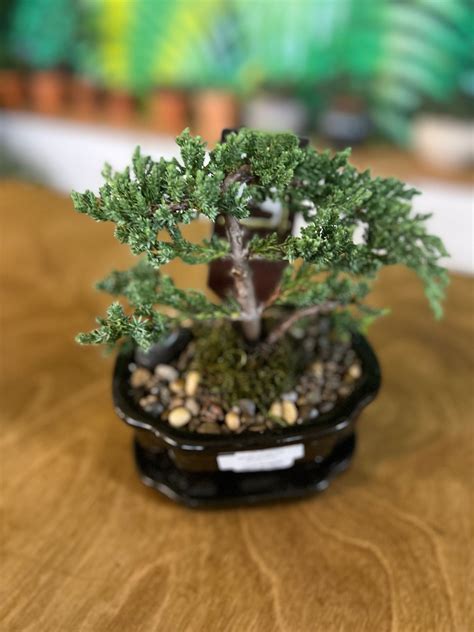 Bonsaï Juniper Jungleroseinc