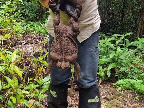 Australian Park Rangers Say Toadzilla Could Be Worlds Biggest Toad