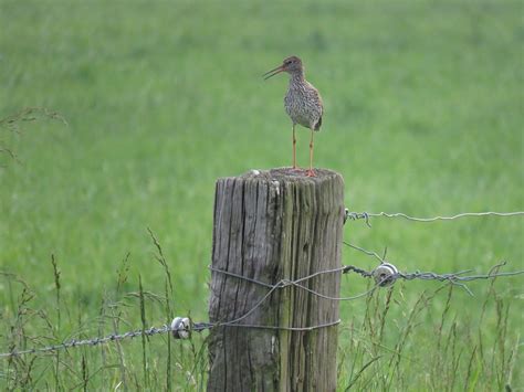 Common Redshank Bird Free Photo On Pixabay Pixabay