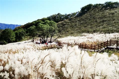 가을이면 꼭 가봐야 할 경기도 대표 억새 군락지 포천 명성산 산행기 경기도뉴스포털