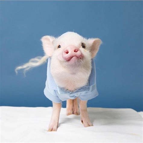 极客时间 玩转git三剑客