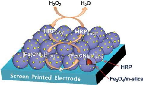 Schematic Representation Of The Hydrogen Peroxide Biosensor Constructed