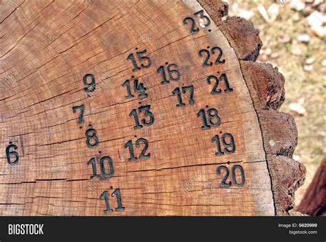 Trunk Tree Age Image Photo Free Trial Bigstock
