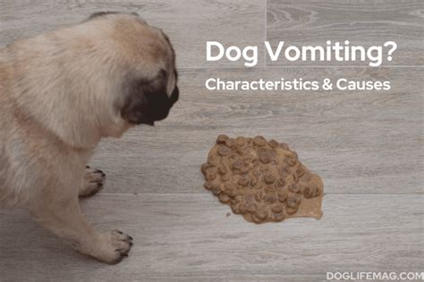 Why Is My Dog Vomiting Characteristics And Causes