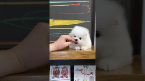 포메라니안분양 포메리안분양 미니포메라니안분양 포메분양 미니포메분양 강아지분양 애견분양 반려견분양 소형견분양 아이러브독 Youtube
