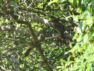 cricrió Lipaugus vociferans WikiAves A Enciclopédia das Aves do Brasil