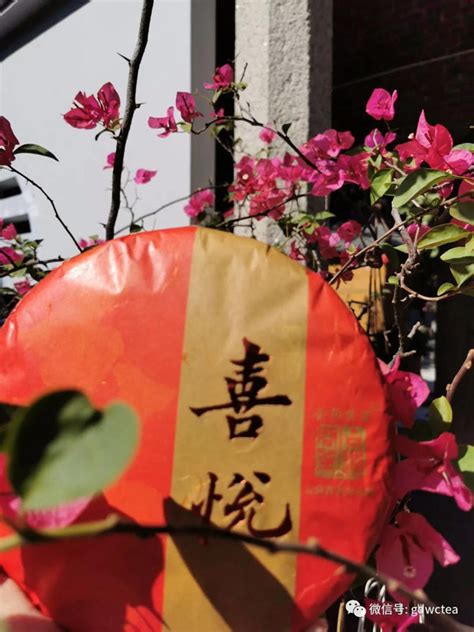 元旦开启新年 四季新元旦万寿初春朝 古道问茶