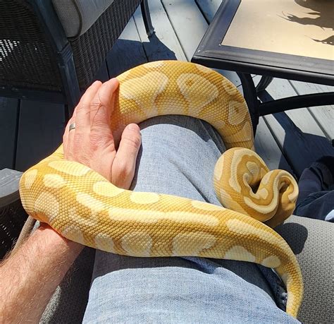 Hatchling Id Help Please Ball Pythons Morphmarket Reptile Community