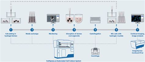 Automating Culture Of 3d Intestinal Organoids Using An Automated Cell