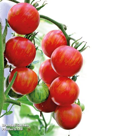 Tomato Tigerella Veg Saver Seeds Thompson And Morgan