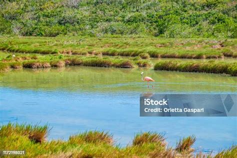 タークスカイコス諸島中カイコス諸島のフラミンゴ カリブのストックフォトや画像を多数ご用意 カリブ ケーコス島 タークスとケイコス