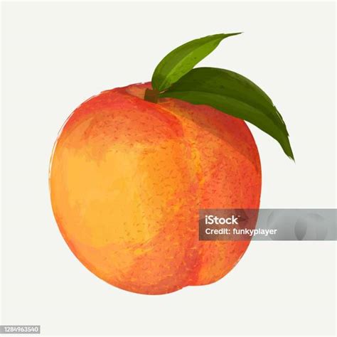 잘 익은 육즙 복숭아 넥타린 과일 일러스트레이션 브러쉬 스트로크 수채화 모방 비건 건강한 식품 컨셉 벡터 복숭아류에 대한 스톡 벡터 아트 및 기타 이미지 Istock