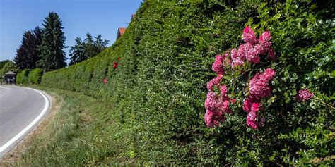 Flowers And Plants Used To Block Traffic Noise And Pollution Sustainable Avenue