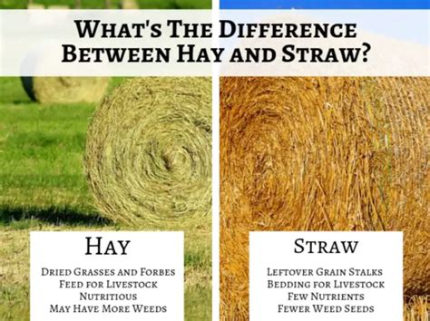 Straw Vs Hay Whats The Difference And Different Uses The Ultimate