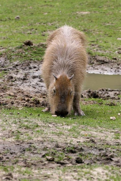 Capybara Hydrochaeris Do Hydrochoerus Pasto Imagem De Stock Imagem