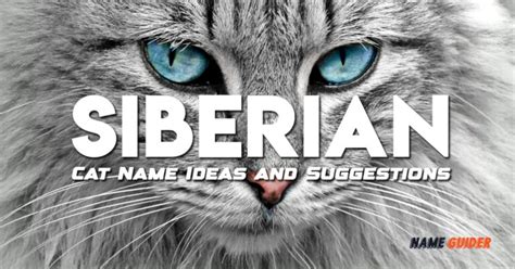290 Siberian Cat Names Ideas And Suggestions Name Guider