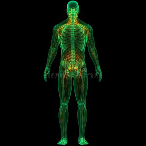 Human Skeleton System With Nervous System Anatomy Stock Illustration