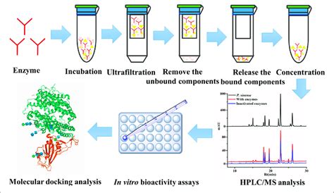 Schematic Diagram Of Uf Hplc Ms Assay To Screen And Identify The
