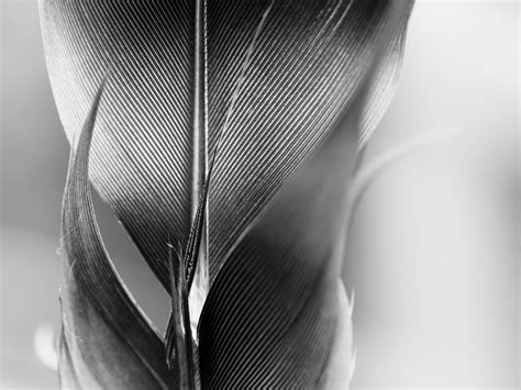 Feather Filigree Bird Free Photo On Pixabay Pixabay
