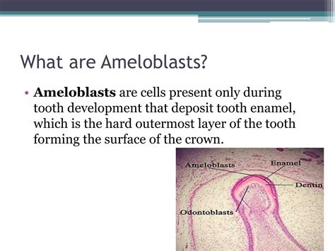 Life Cycle Of Ameloblast Pptx