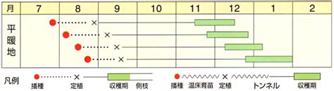 磯月 カリフラワー E 種や｜国内最大級の野菜種・花種・苗・農業資材の販売店