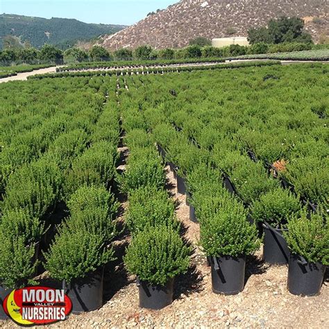 Dwarf Myrtle Water Wise Plants Drought Resistant Landscaping Shrubs