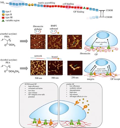 Fibronectin Fn Nanonetwork Formation And Growth Factor Gf