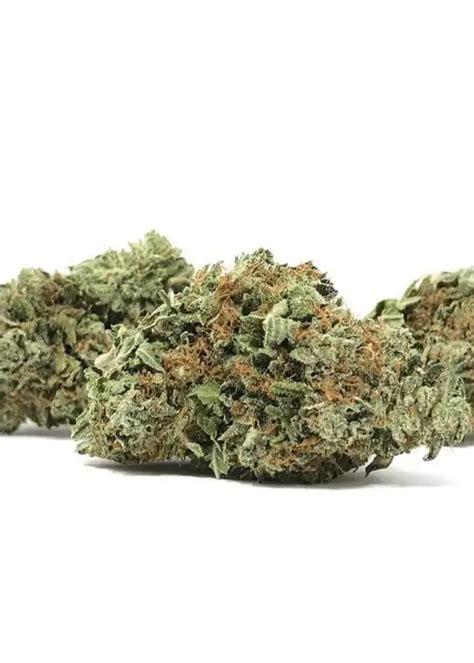 Bubblegum Autoflower Seeds By Seedsupreme Growdiaries