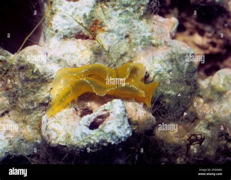 Sea Slug Elysia Flava It Is A Mollusk Without A Shell Opisthobranch