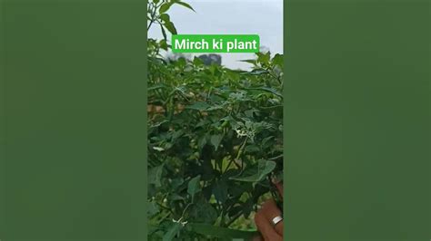 Chilli Seeds Mirchi Ki Khetiutam Beejsorts Chillifarming